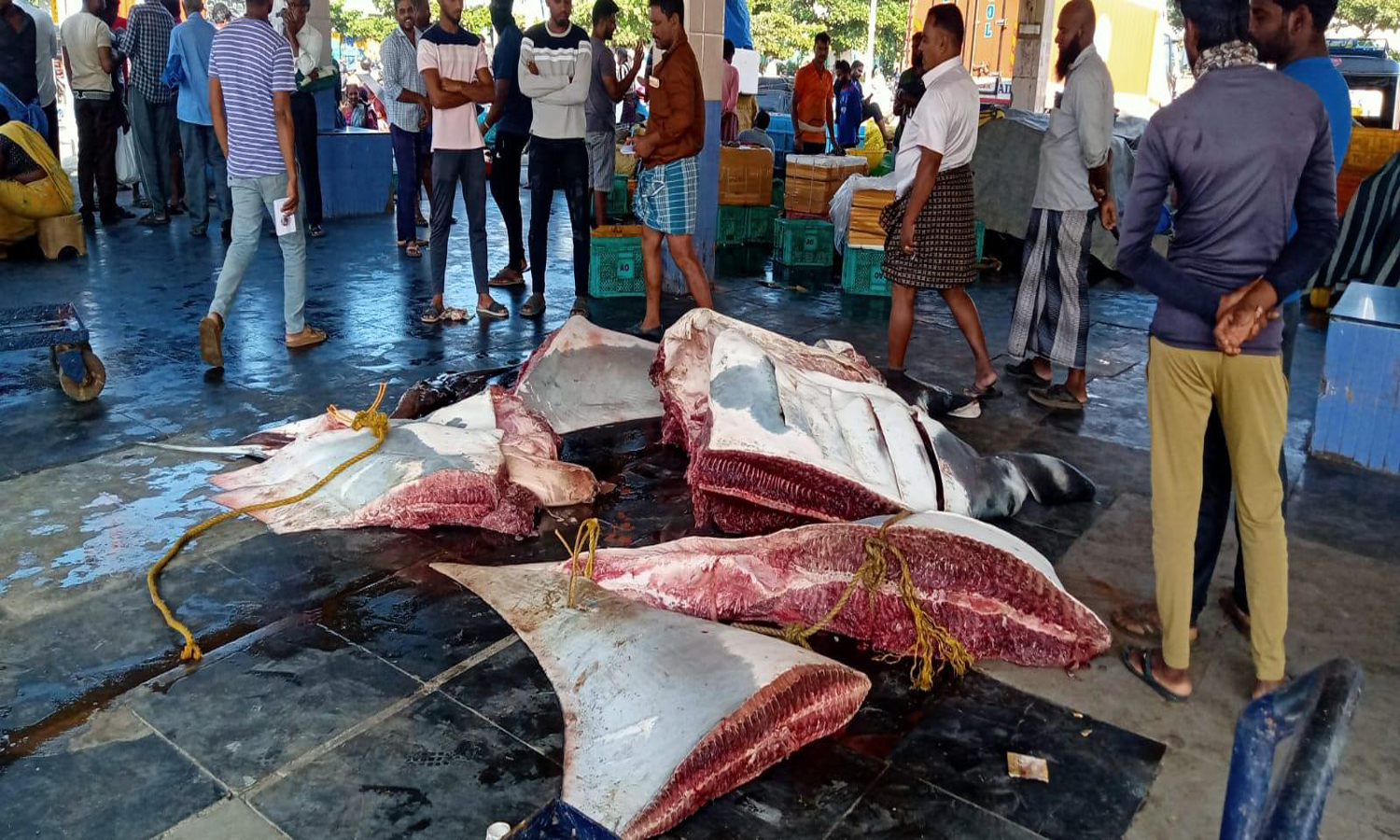 குளச்சல் விசைப்படகில் சிக்கிய 1000 கிலோ எடை கொண்ட ராட்சத திருக்கை மீன் ...