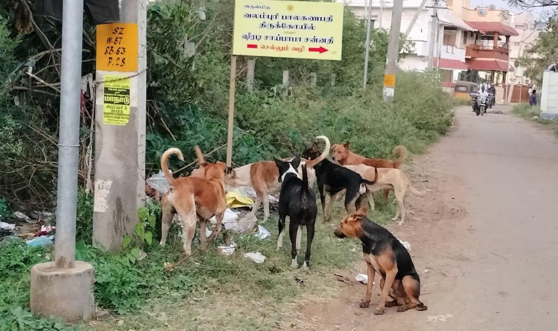 கூட்டமாக சுற்றி திரியும் தெருநாய்கள் | Stray dogs roaming around in droves