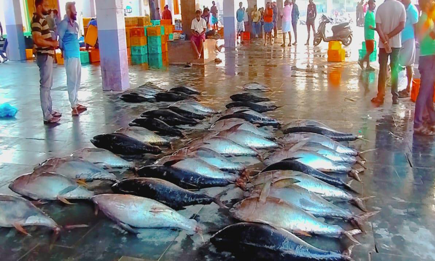 குளச்சலில் மீன் வரத்து மீண்டும் தொடங்கியது | Kanniyakumari News: Inflow ...